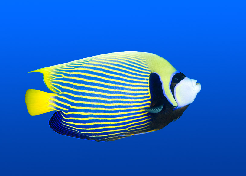 Livorno Acquarium Official Web Site