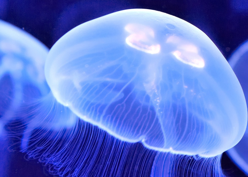 Livorno Acquarium Official Web Site