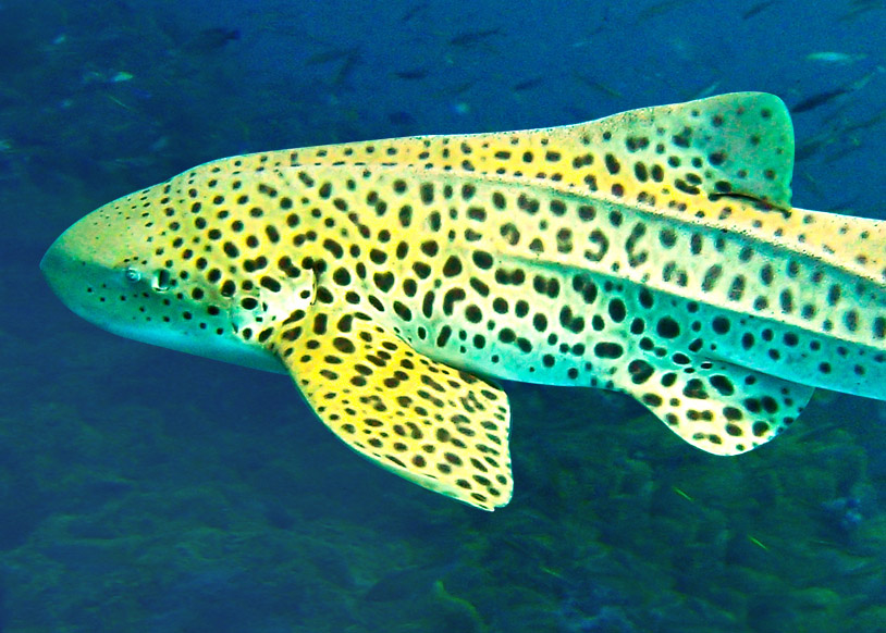 Livorno Acquarium Official Web Site